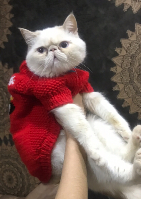 Вязка экзот