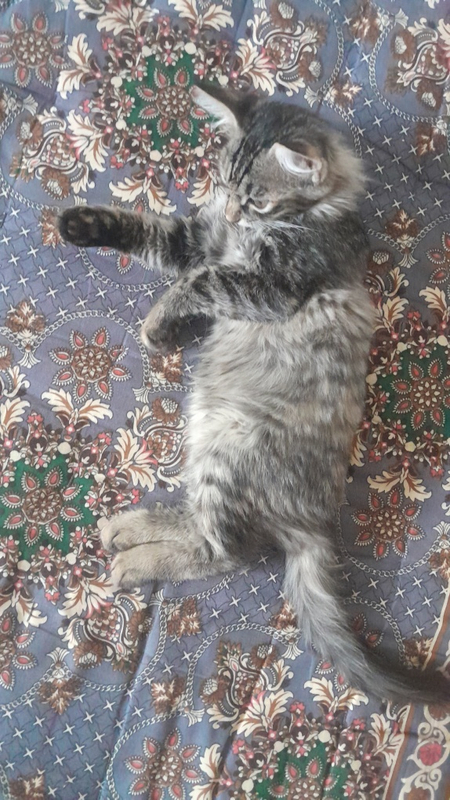 Чисто Сибирский котенок