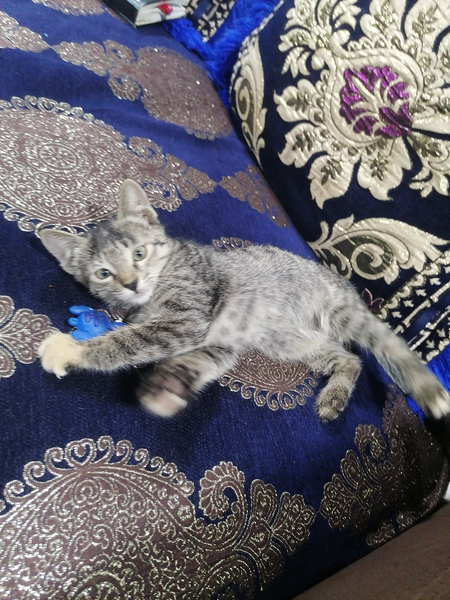 Отдам даром котят в хорошие руки