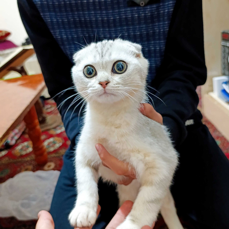 Mushuk. Scottish fold