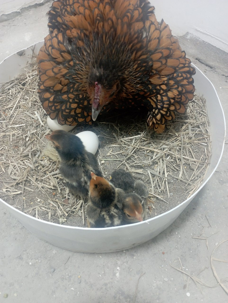 Sibray zotliy toviq horozla sotiladi tuhimda ona bolayam bor yaqinda o