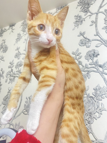 Котенок кошка кот
