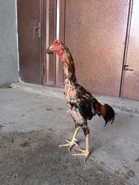 Dakan xuroz sotiladi