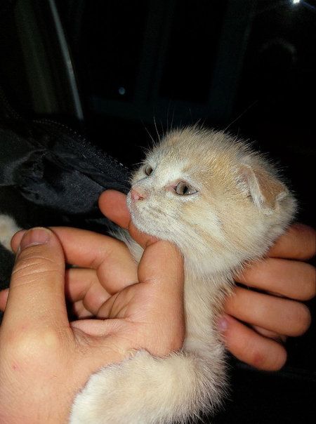 Продаётся котёнок