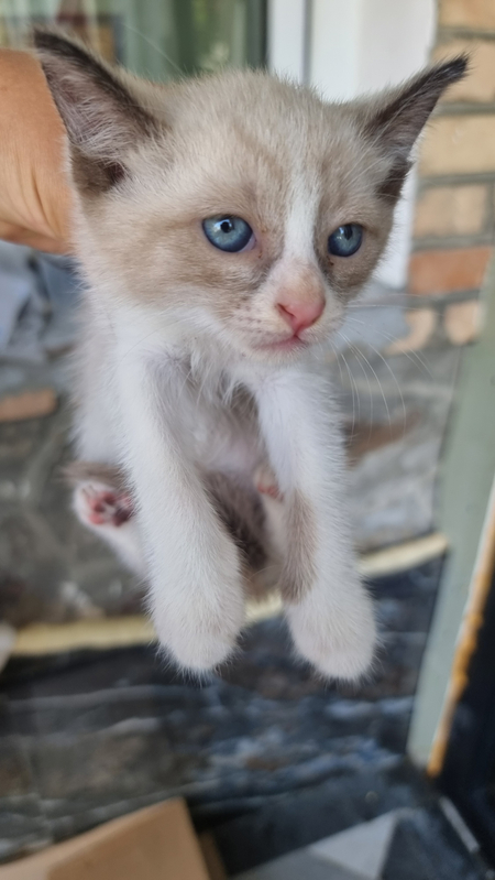 Продаются сиамские котики