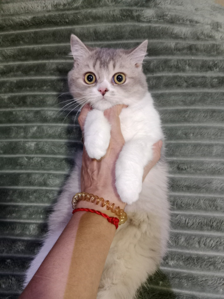 Котёнок в хорошие руки