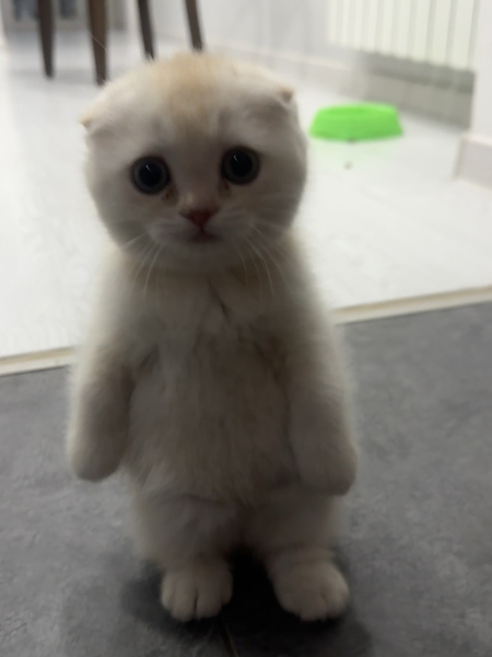 Котёнок скотиш фолд