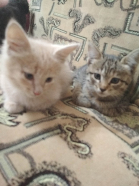 Продаются котята