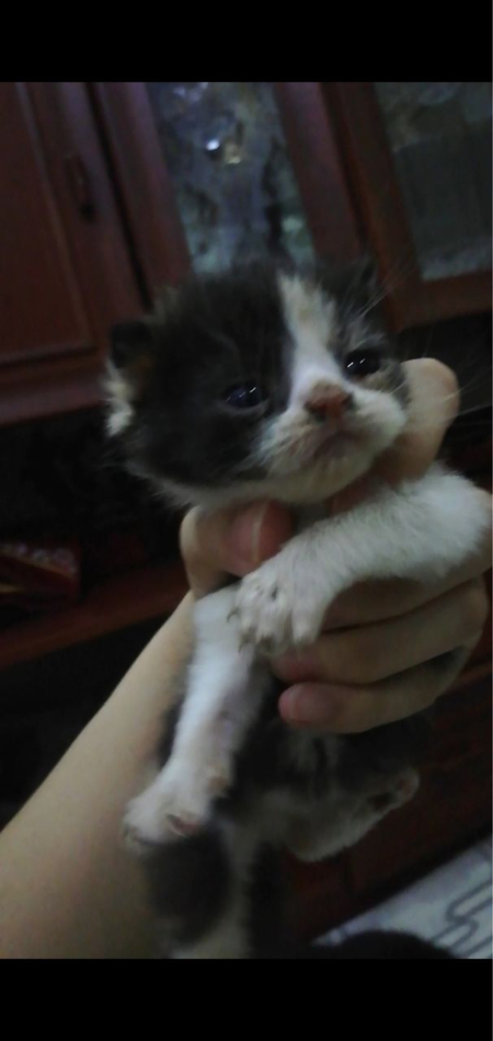 Шотландские Вислоухие Котята