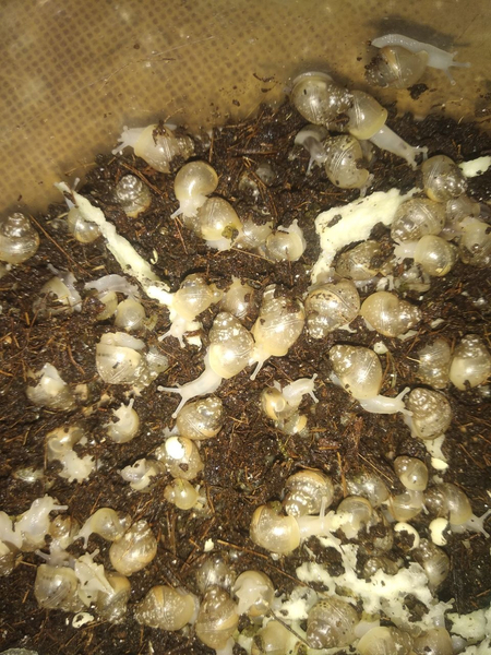 Продаются улитки ахатина