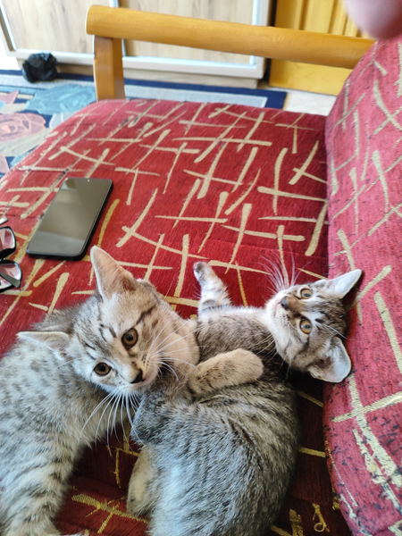 Отдам в хорошие руки котят.