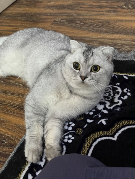 Продаётся мама кошка фолд и и котята фолд и страйт