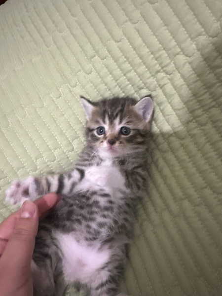 Кошки британки с шиншиллой