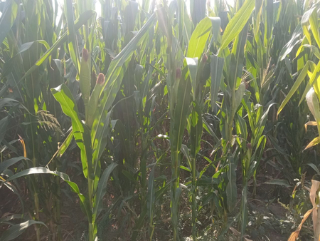 2 gektar Makkajoʻxori silos 1 kg