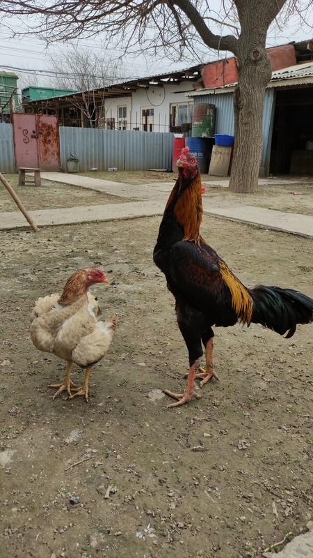 Xoʻroz sotiladi jangari