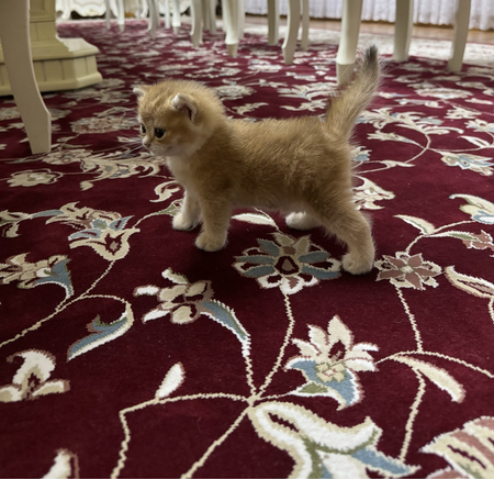 кошка золотая Шиншилла Девочка