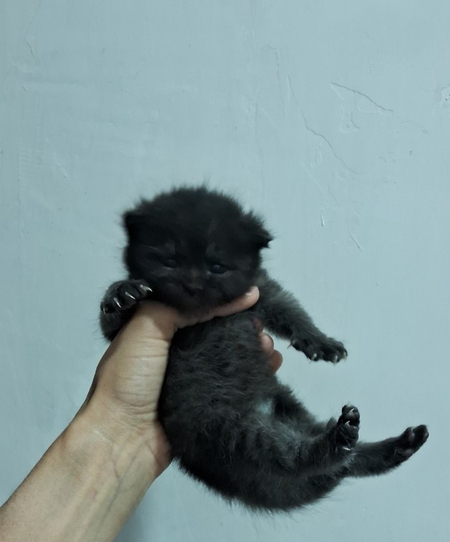СКОТТИШ ФОЛД мушуклари