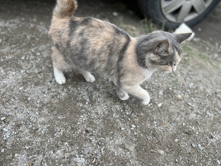 Кошечка трехцветка в хорошие руки