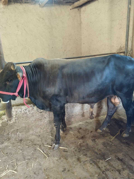 Halol mol sotiladi