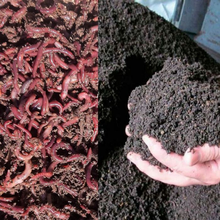 Amerika Kaliforniya chuvalchangi va biogumus maxsuloti