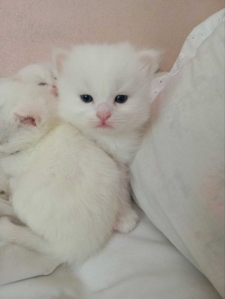 продам белых пушистых котят