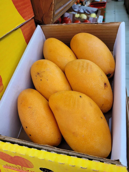 Mango kuchatlari bor alvonso sorti