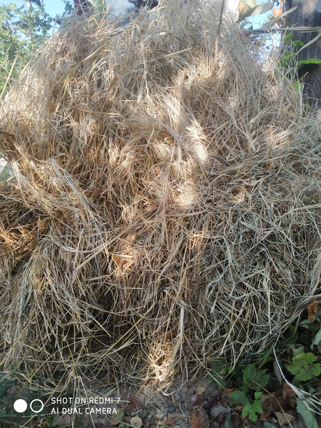Barra mayin xashakbsotiladi nari 12000 keshiladi vog'i kotta
