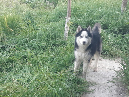 Tozza Xaski zotli it