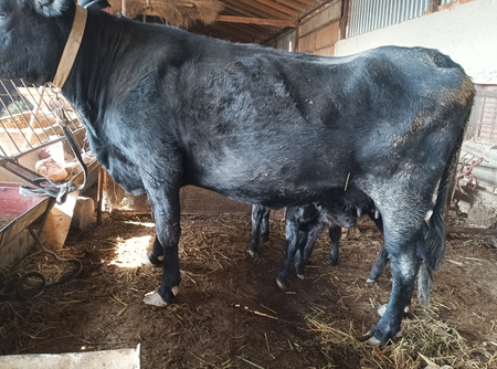 Egizak tuqqan Angus Sigir sotiladi