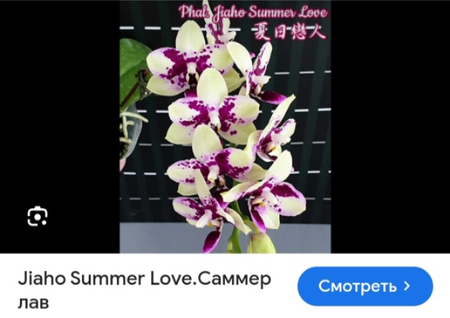 Продаётся орхидея азиат