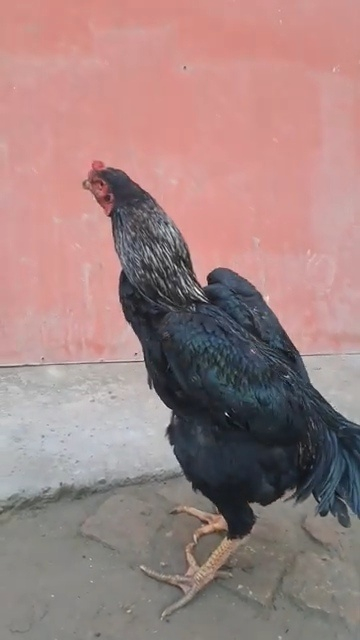 April juja sotuvda yaxshi narsa 4.5 kg