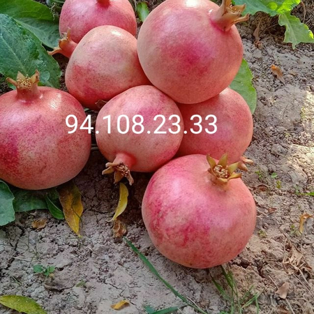 Мевали кучатлар улгуржи нархда