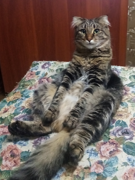 Котята 1 мес фолды и страйты