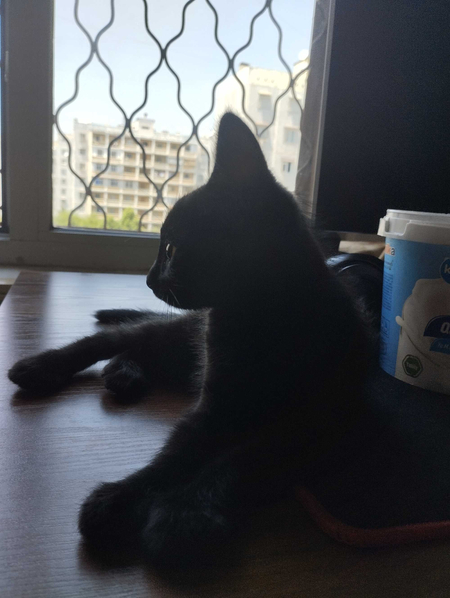 Котик в хорошие руки
