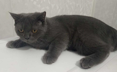 Котенок( мальчик)  Британец короткошерстный