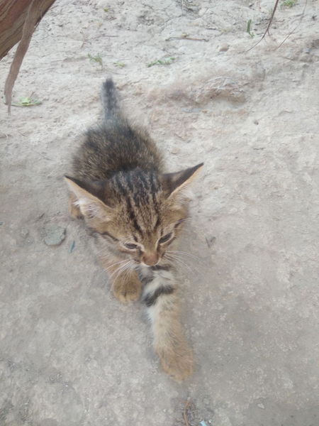 Отдам котят в хорошие руки
