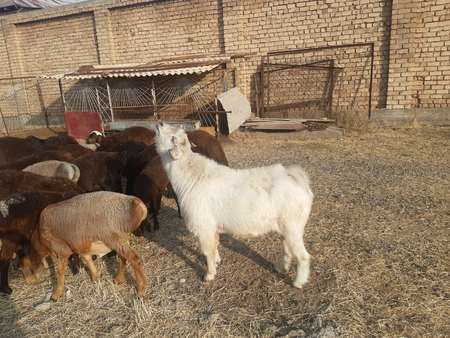Zottdor taka sotilad