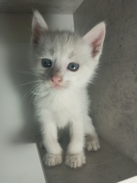 Породистый котёнок