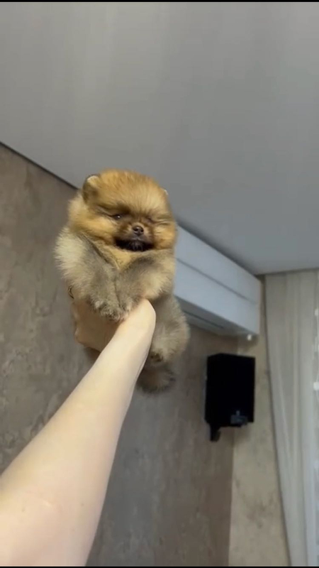 Щенки Щпиц Померанец