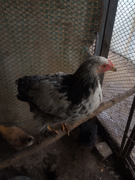 Продаются курицы Брама Brama tovuq sotiladi