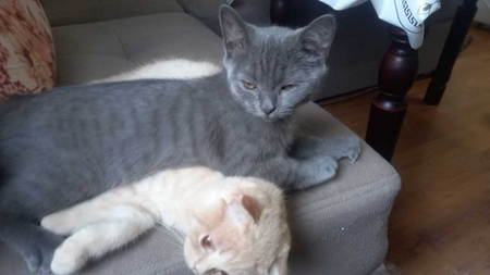 Котята скоттиш фолд и скоттиш страйт 4 месяца .