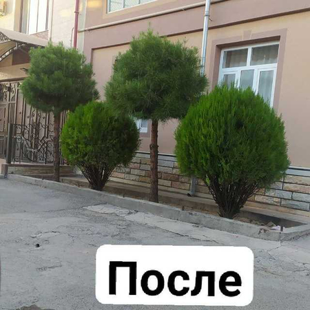 Gazon, ekish landshaft,  archa , shamshod, kesish gul va boshqalar