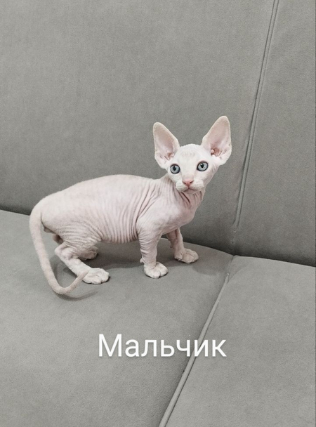 Продаются Канадцы,девочка и мальчики