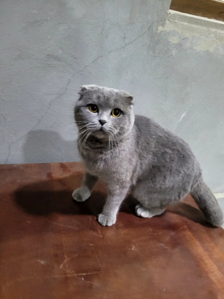 Продам скочфолд шотладский