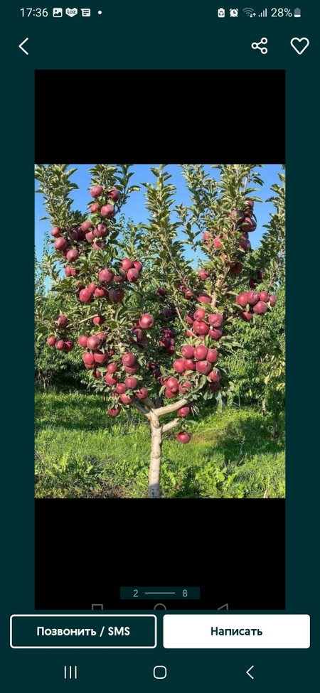 Xurmatli Dexqonlar