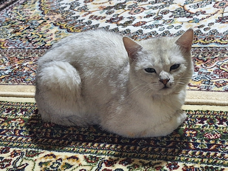 Britanski shinshilla