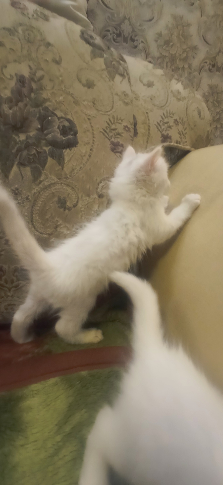 Продается котёнок