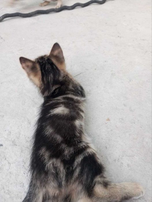 Котята отдам в добрые руки
