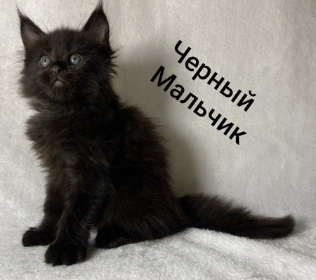 Мэйн кун продаю котят