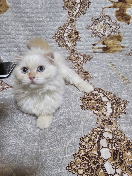 Скотиш фолд,вислоухий котенок